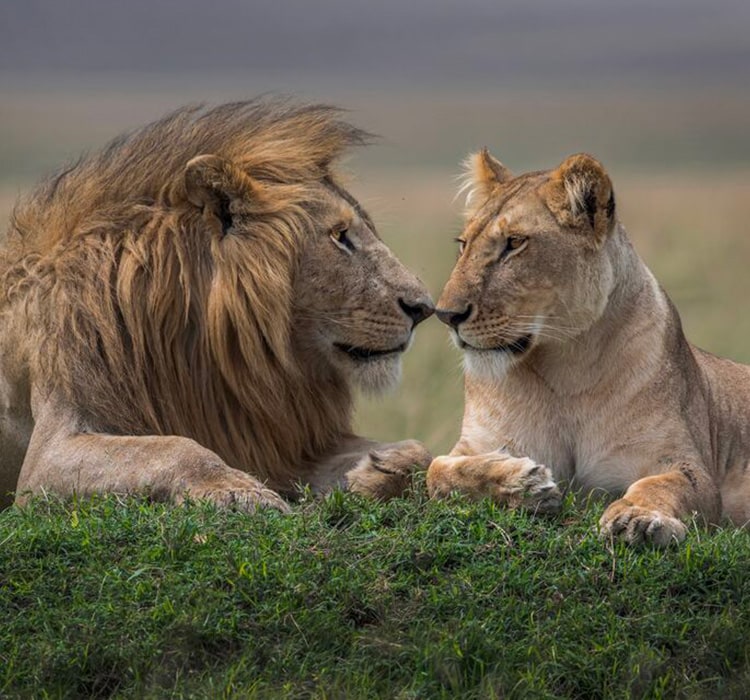 E-Lion Project | Peugeot's 360° Roadmap towards Electrification ...