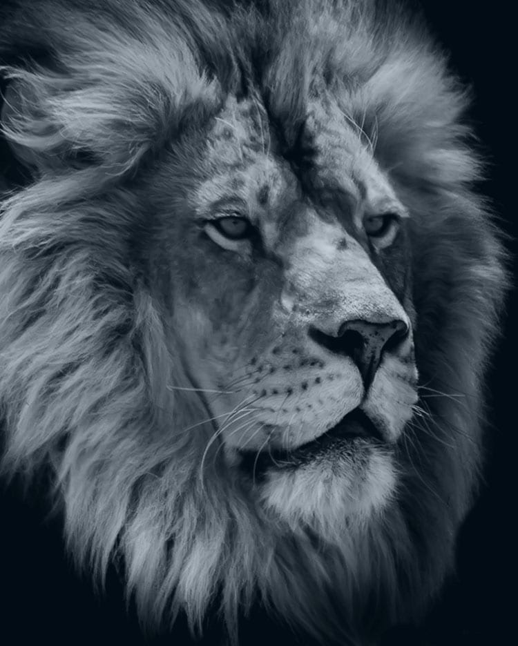 The history of the Peugeot Lion